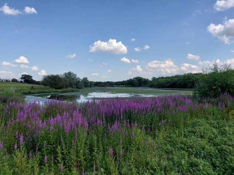 Lot 2 - Alvecote Pool, Shuttington... Land - £200,000