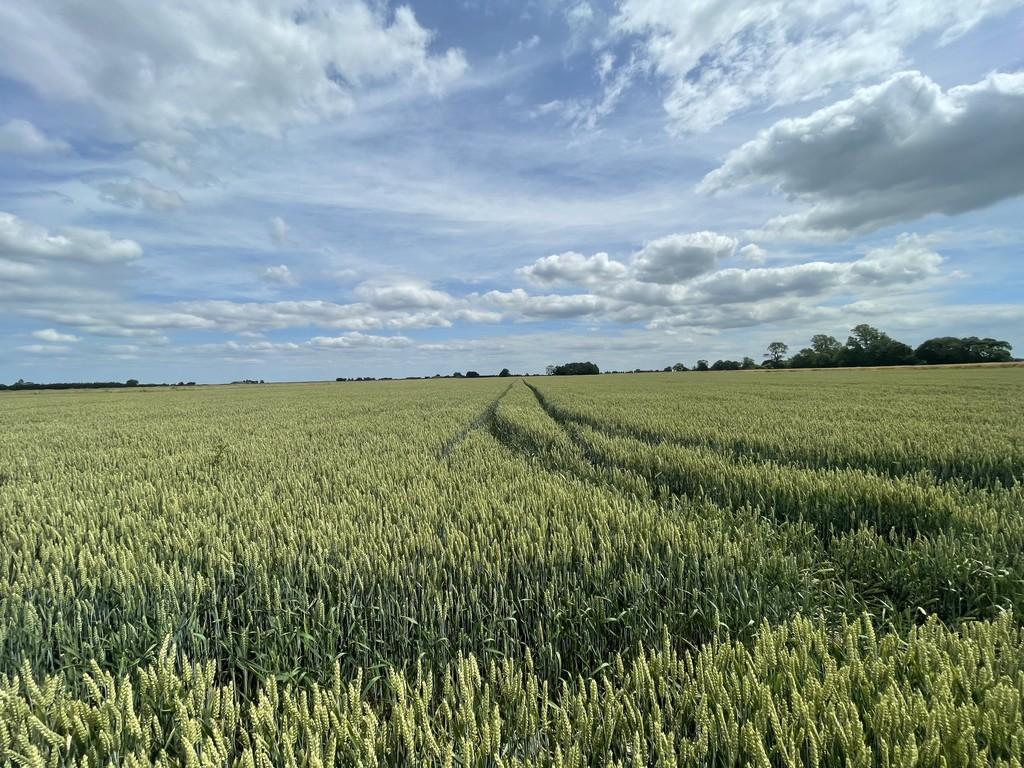 Land - Gedney Drove End PE12 9RZ Land - £0 pcm (£0 pw)