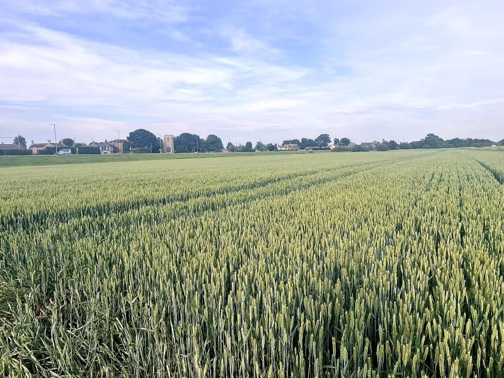 Land - Cowbit Wash, PE12 6XU Land - £0 pcm (£0 pw)