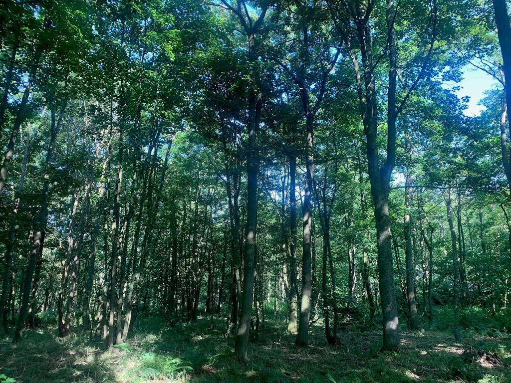 3.16 acres of Woodland, Sand Hutton Land - £40,000