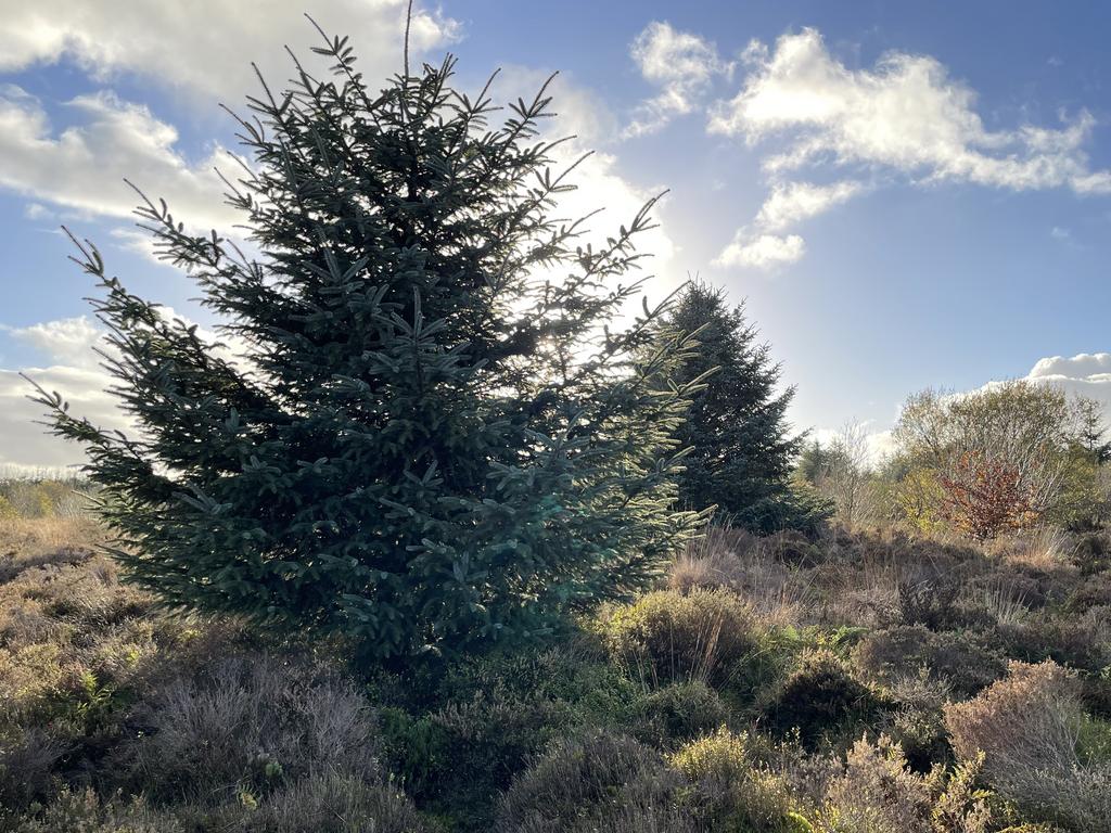 Cynwyl Elfed SA33 Woodland - £20,000