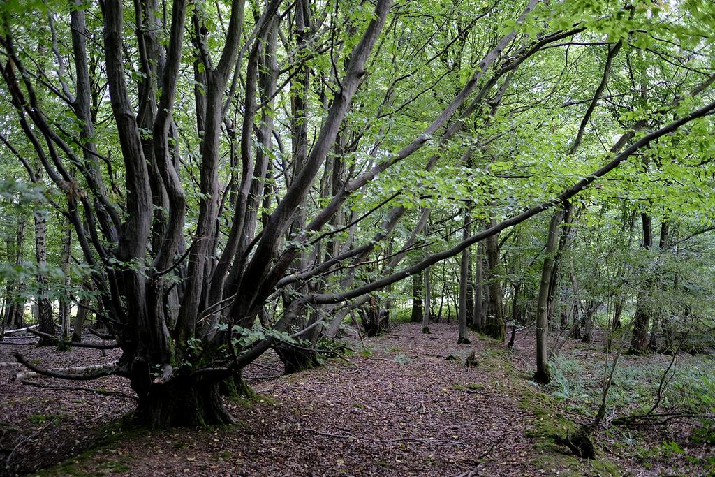 Pluckley Road, Smarden TN27 Woodland for sale - £270,000