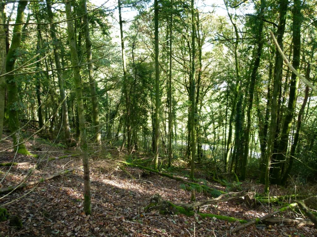 Coed Mawreddog, Cwmdwr SA19 Woodland for sale - £59,000