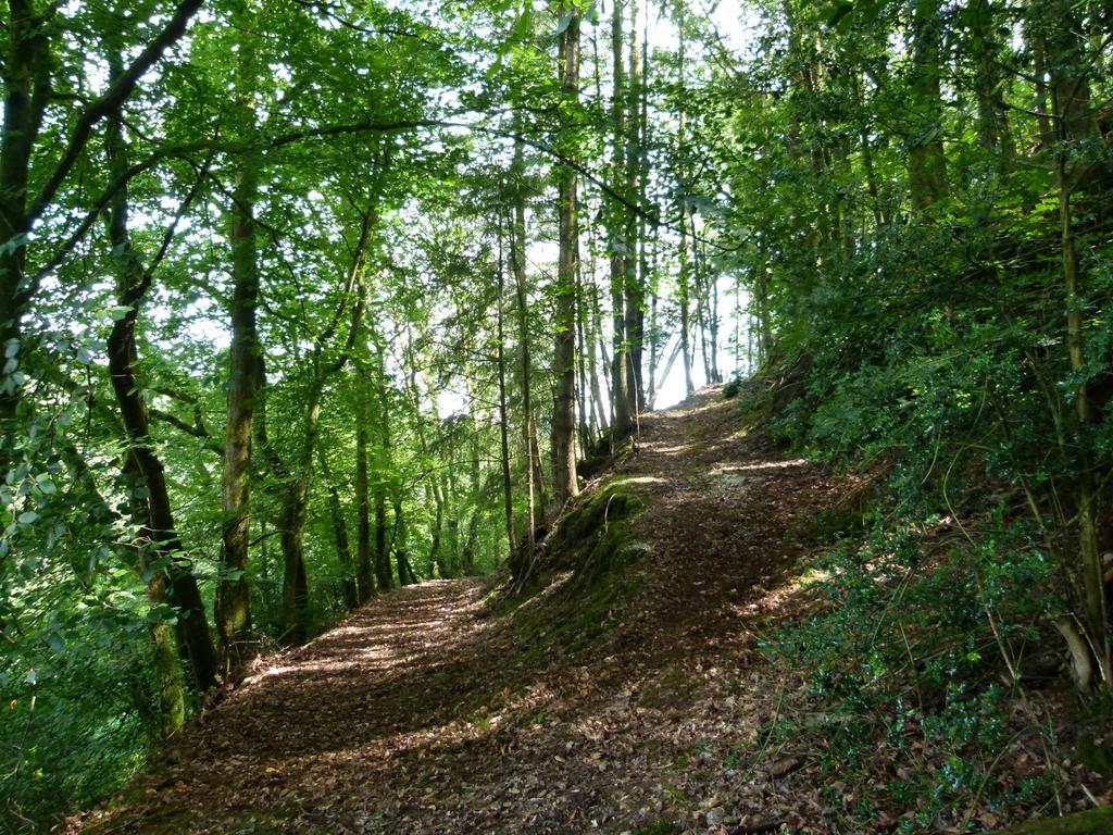 Coed Mawreddog, Cwmdwr SA19 Woodland for sale - £59,000