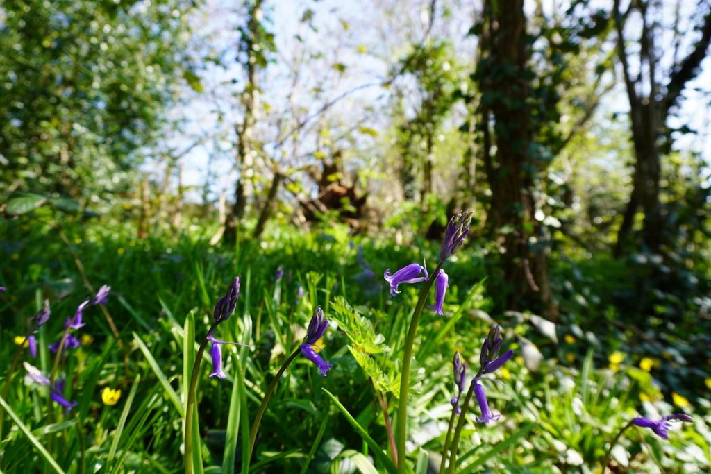 Mormons Wood, Sharpness, Berkeley GL13 Woodland - £30,000