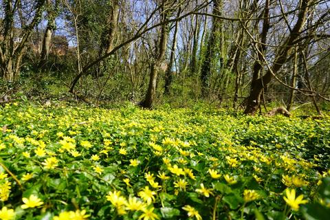Woodlands For Sale In Uk | OnTheMarket